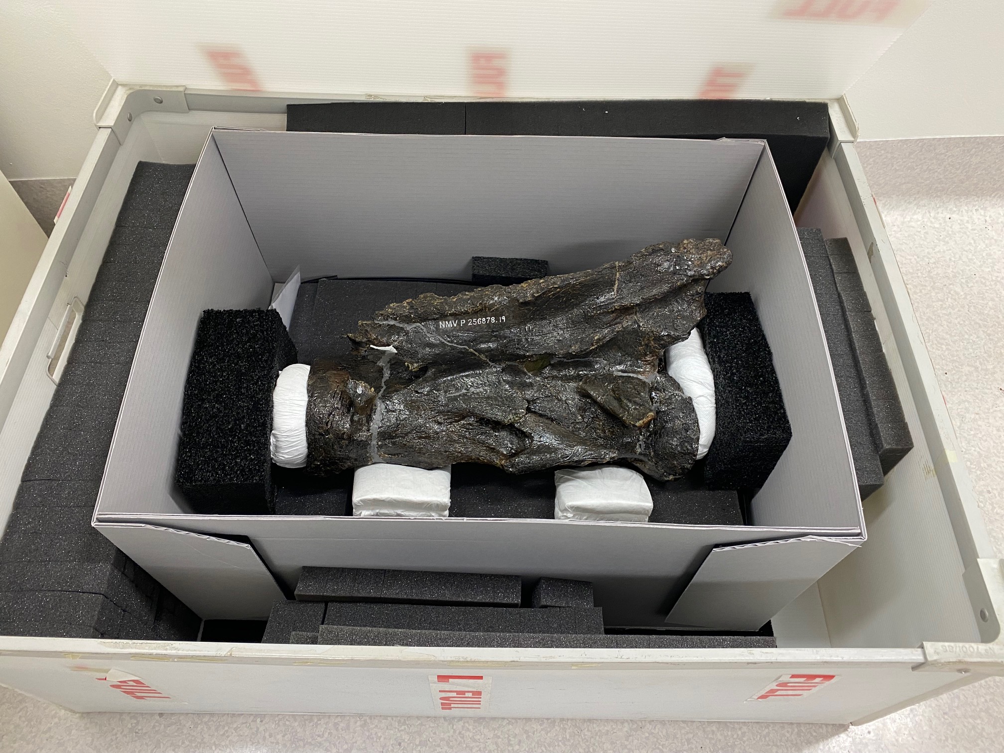 World class imaging expertise empowers a sight for (dino)saur eyes ...